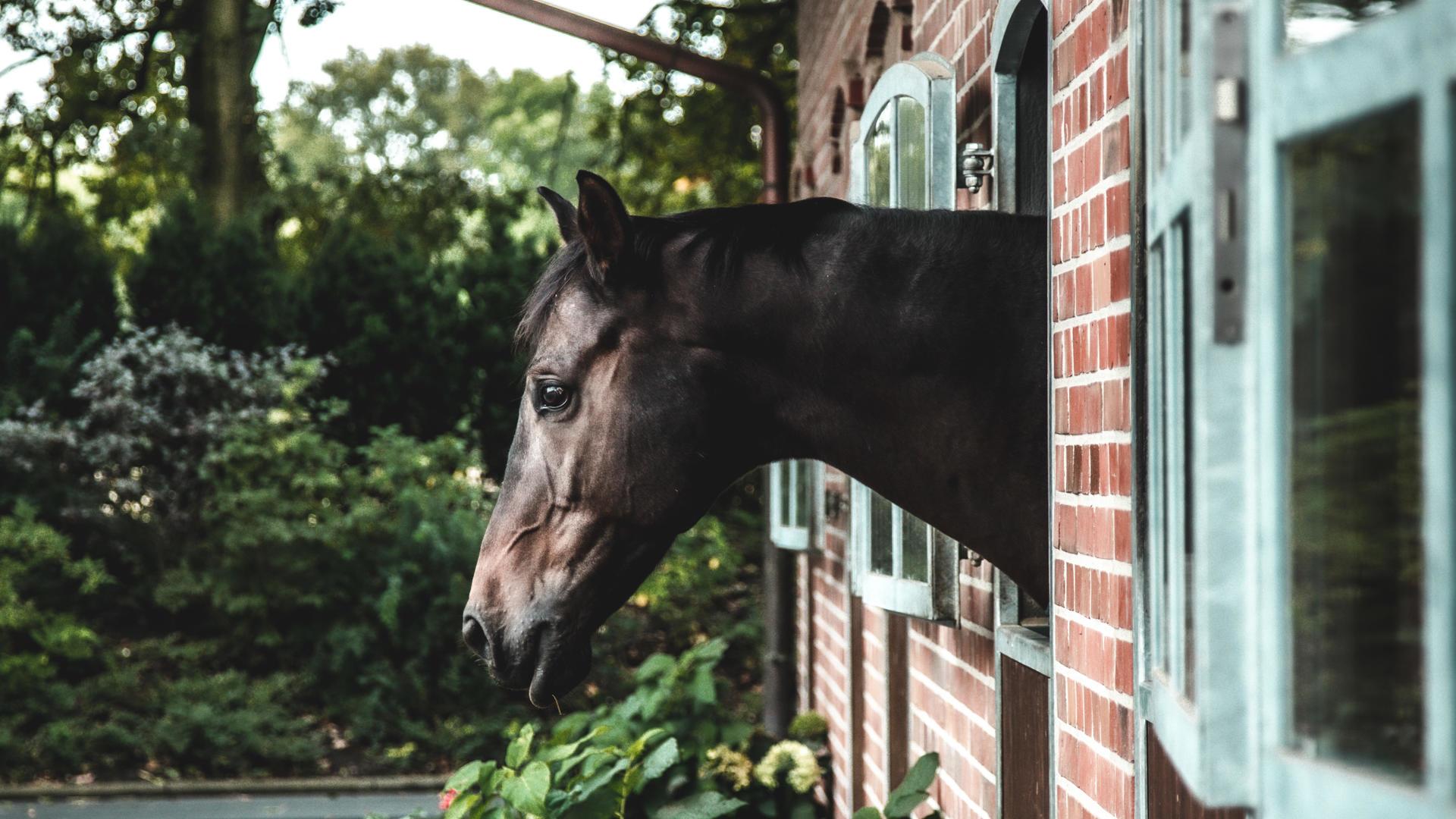 Global Equestrian Group - Governance