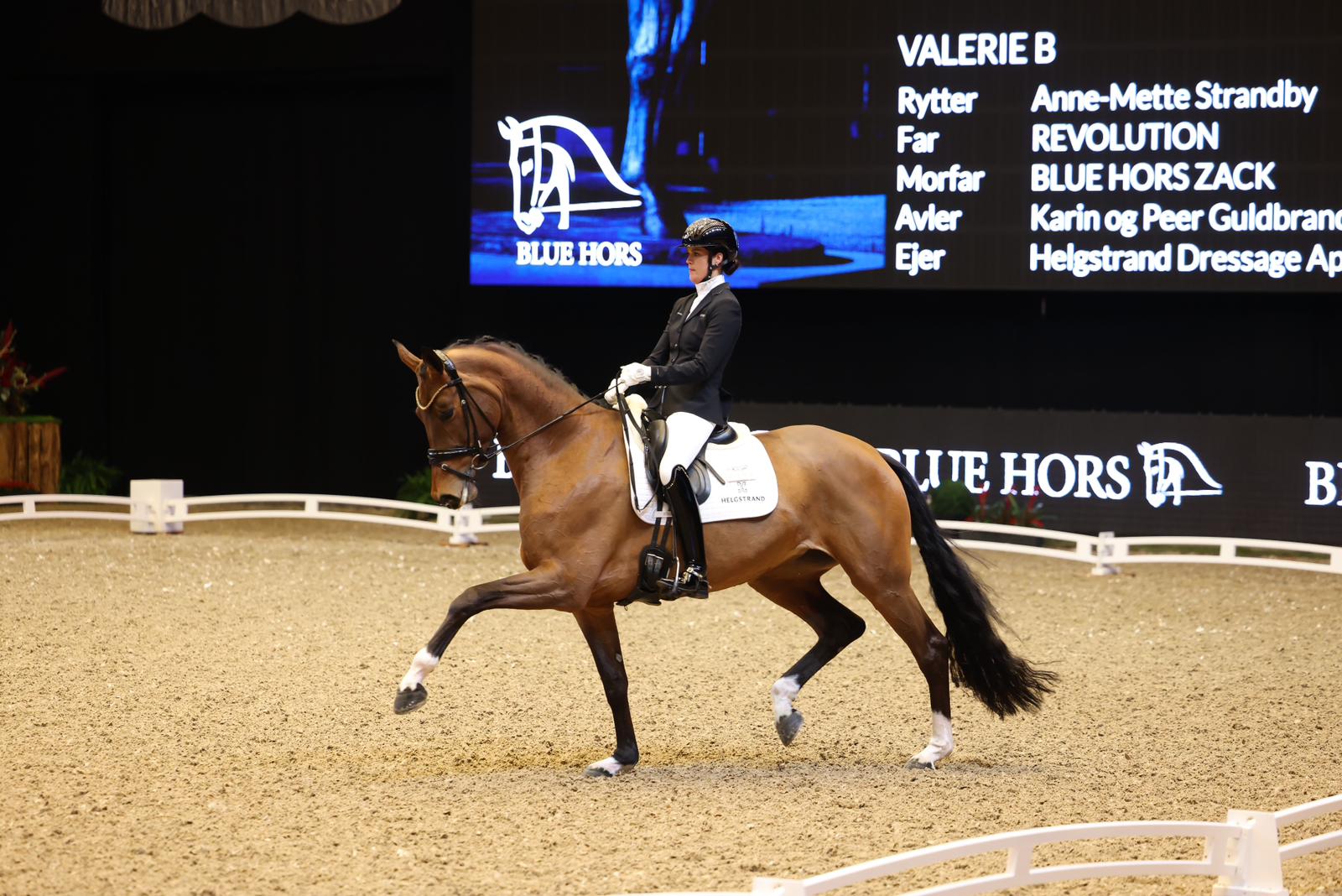 Stallion show | Young horses | Helgstrand | Championat