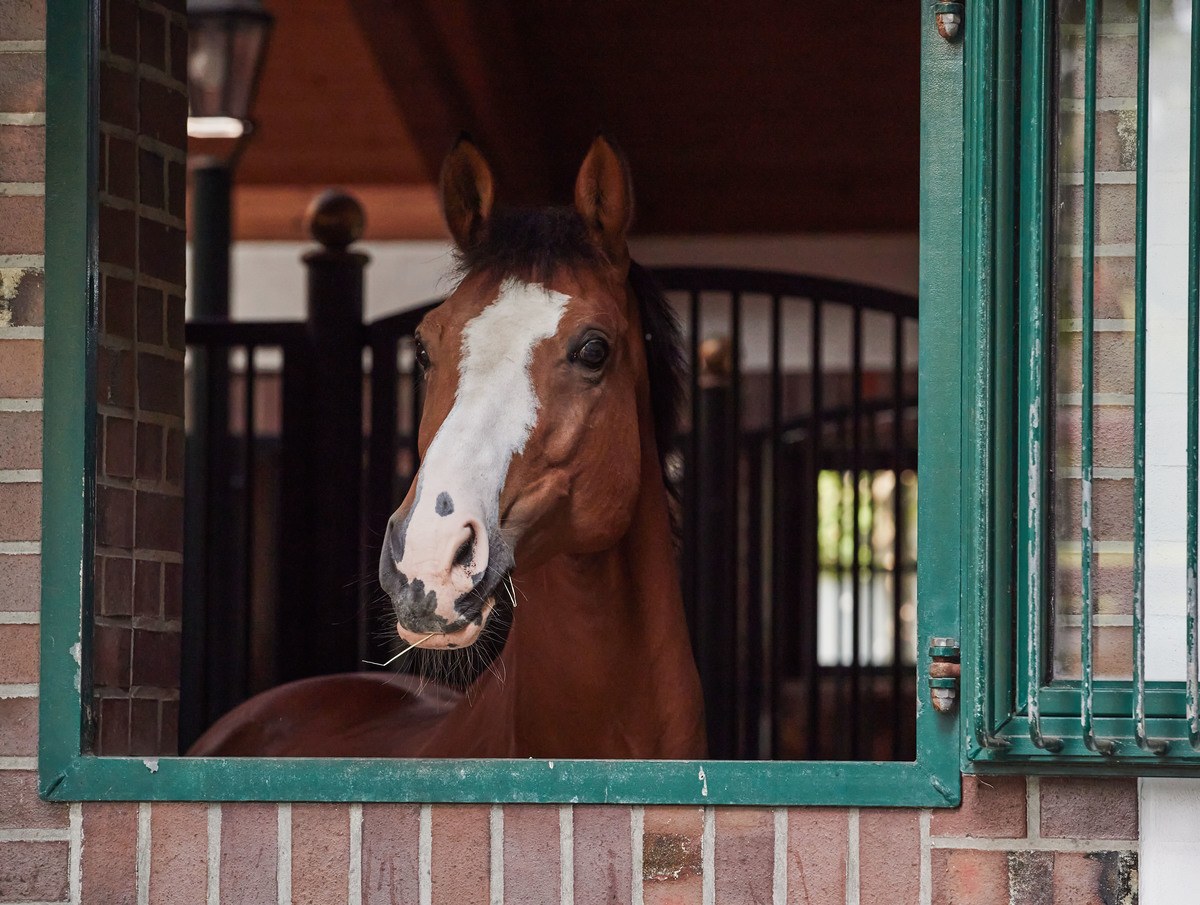 Helgstrand Germany | German breeding accosiation | Horses