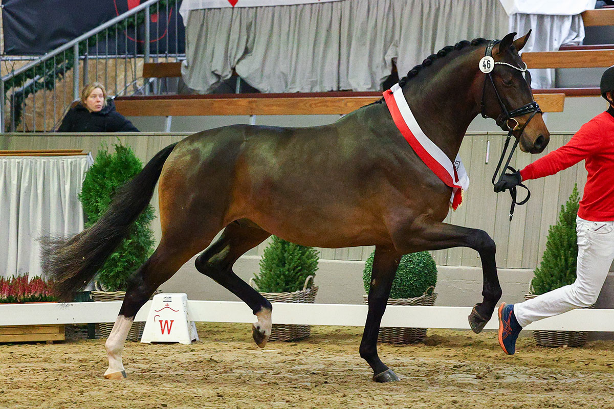 Helgstrand Dressage | Champion Stallion | Stallions