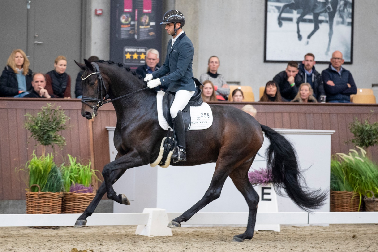 Sir Floresco| Finale for 5-years | Championat final