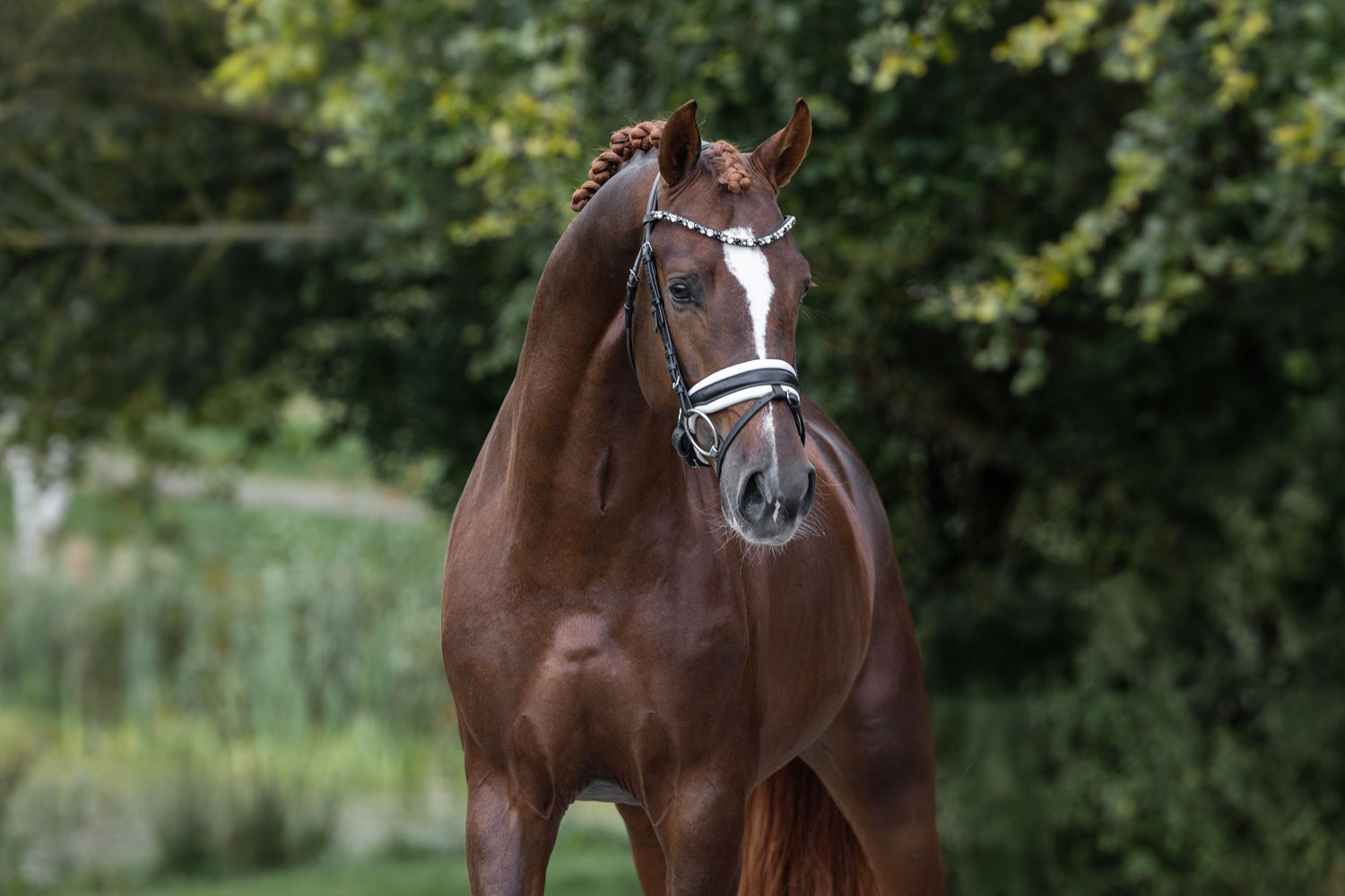 The World's most renowned sales and training centre for elite dressage ...