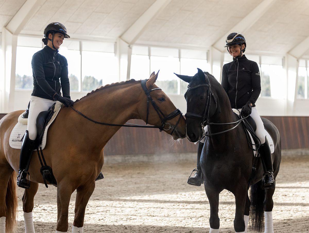 Elite dressage horses | Horses | Purchase of horses