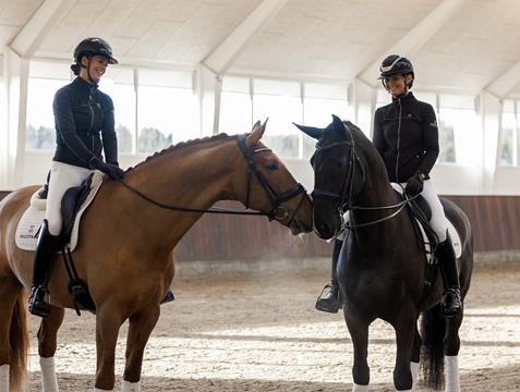 Elite dressage horses | Horses | Purchase of horses