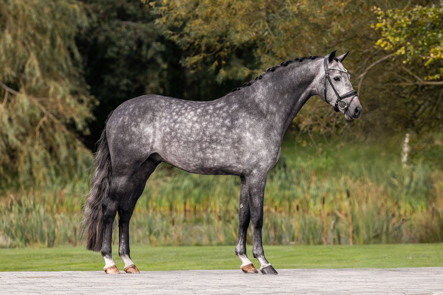 Helgstrand Dressage - Proud James