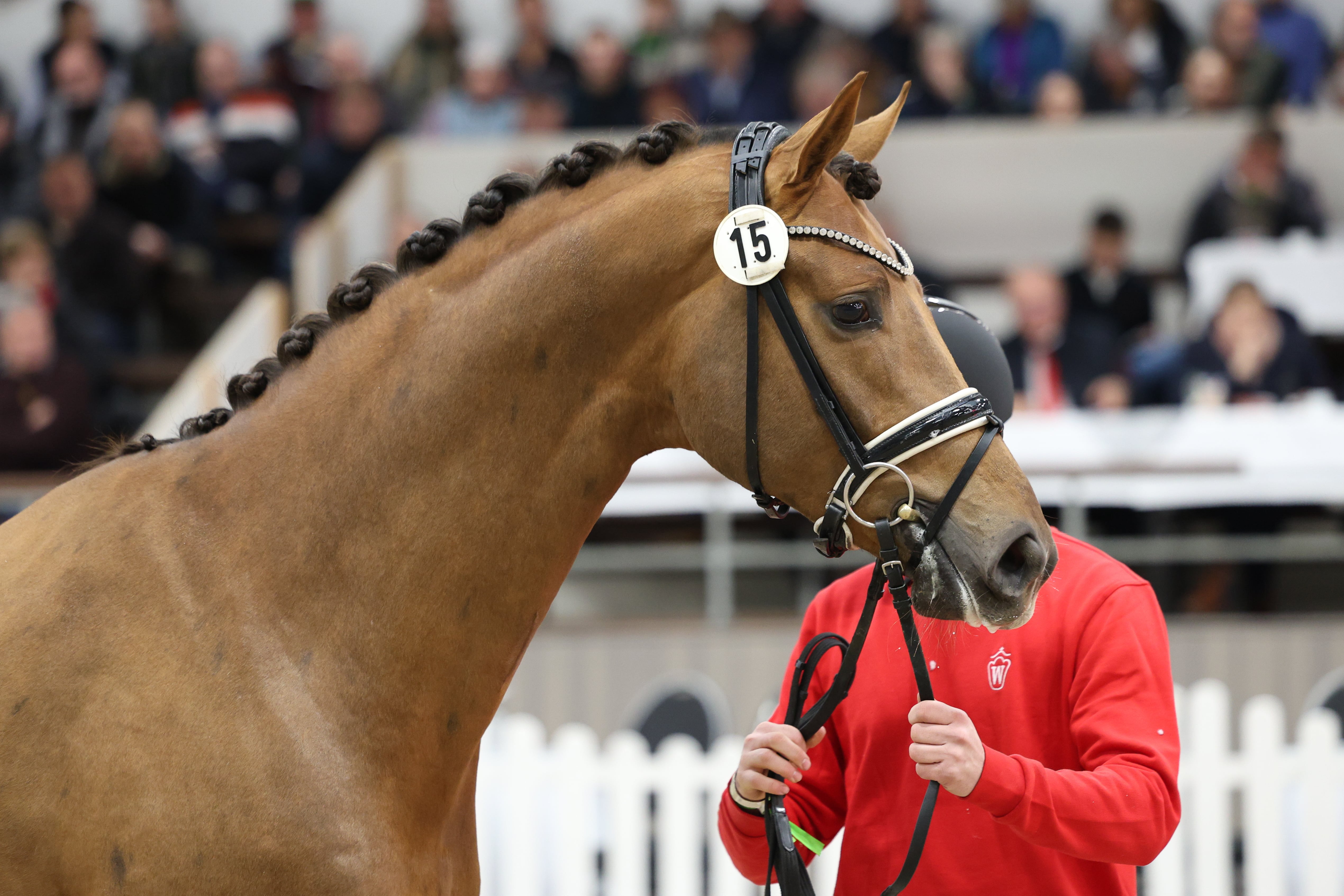 The World's most renowned sales and training centre for elite dressage ...