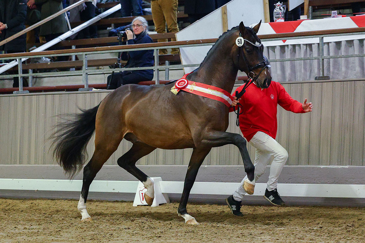 Helgstrand Dressage | Champion Stallion | Stallions