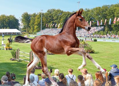 Riesenbeck International - Aktuelles