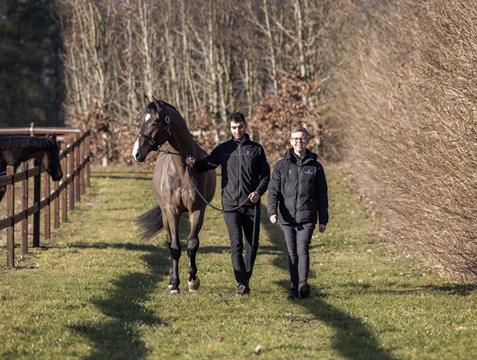 Elite dressage horses | Horses | Purchase of horses