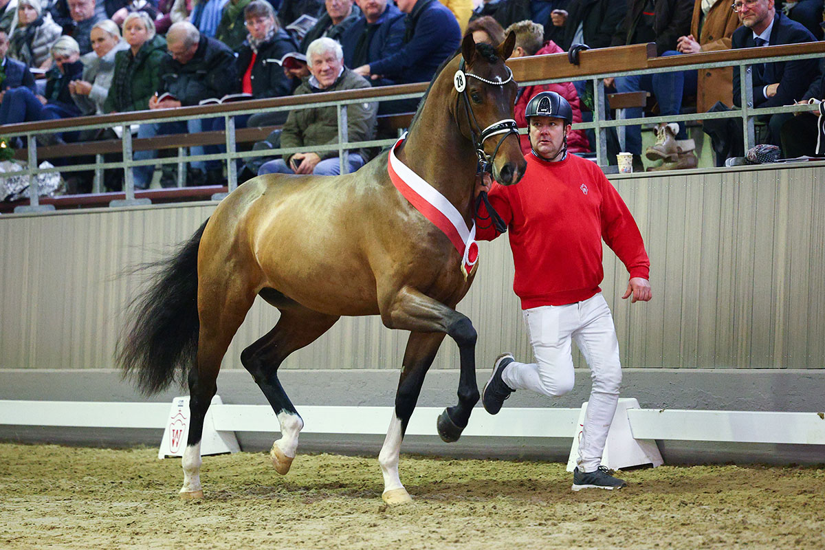 Helgstrand Dressage | Champion Stallion | Stallions
