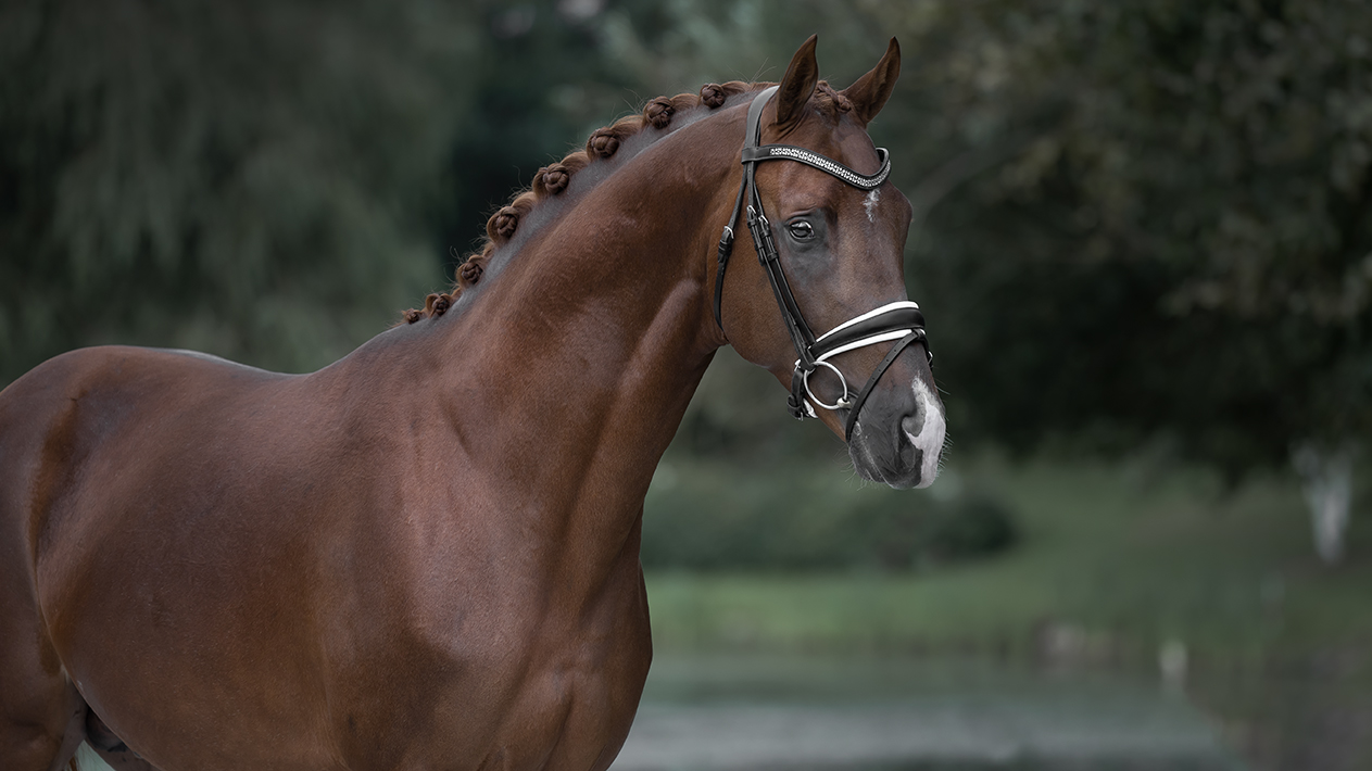 The World's most renowned sales and training centre for elite dressage ...